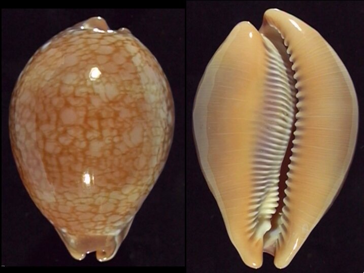 All shells - ShellBrothers - All shells