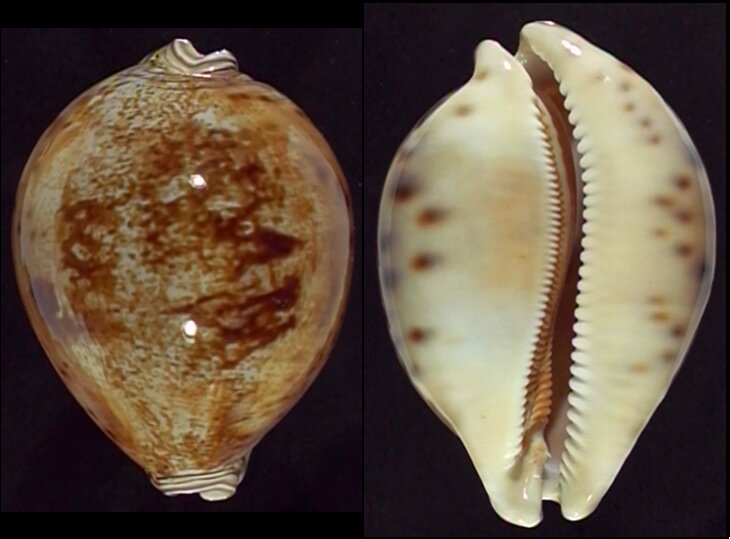 All shells - ShellBrothers - All shells