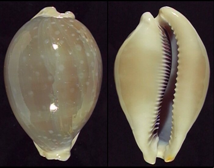 All shells - ShellBrothers - All shells