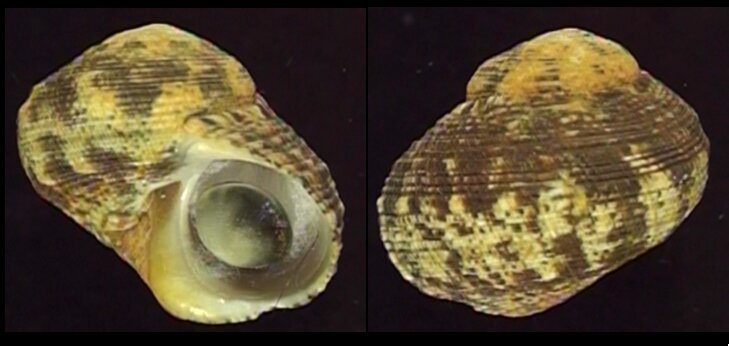 All shells - ShellBrothers - All shells