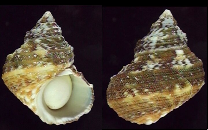 All shells - ShellBrothers - All shells