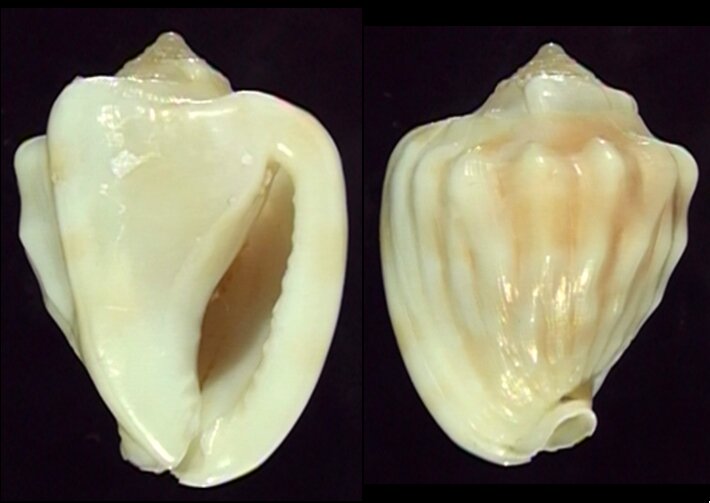 Top shells - ShellBrothers - Top shells