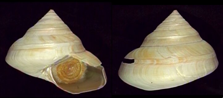 New shells - ShellBrothers - New shells