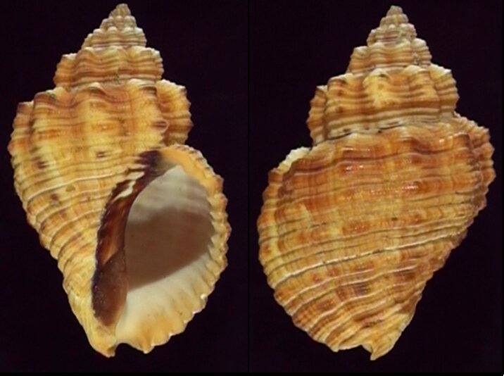 New shells - ShellBrothers - New shells