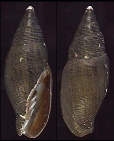 All shells - ShellBrothers - All shells