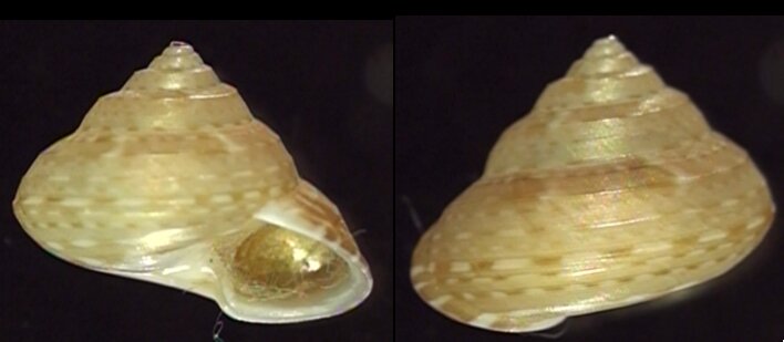 All shells - ShellBrothers - All shells