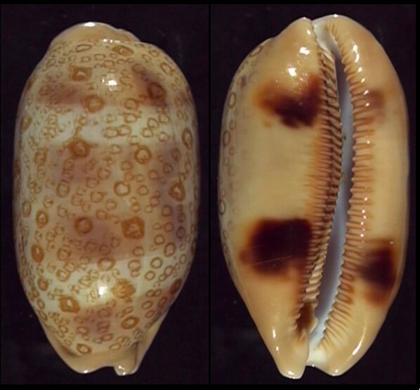 All shells - ShellBrothers - All shells