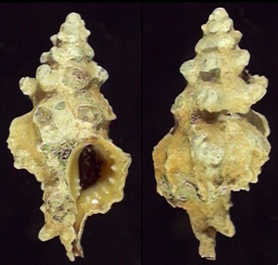 All shells - ShellBrothers - All shells