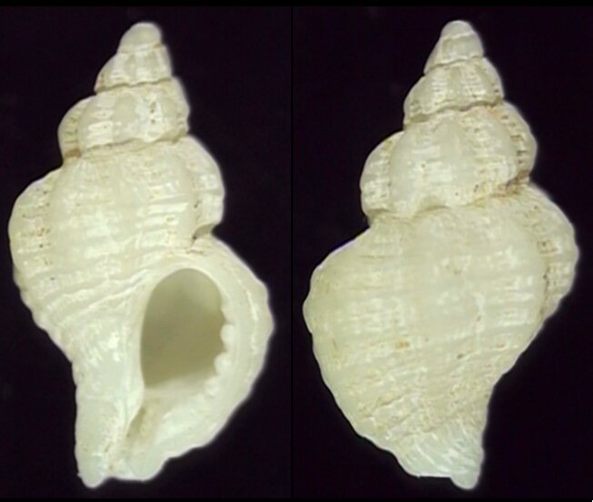 All shells - ShellBrothers - All shells