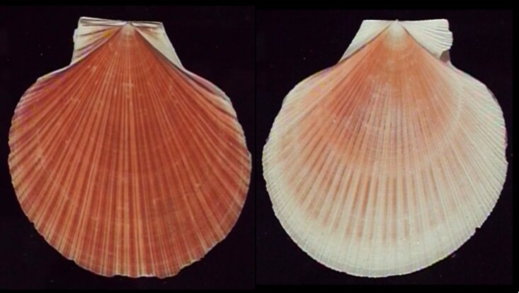 All shells - ShellBrothers - All shells