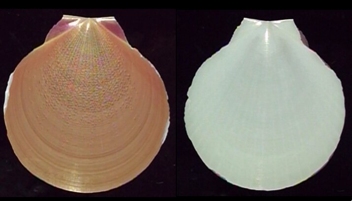 All shells - ShellBrothers - All shells