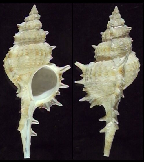 ShellBrothers - Monsecour Brothers specimen shells