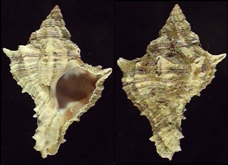 All shells - ShellBrothers - All shells