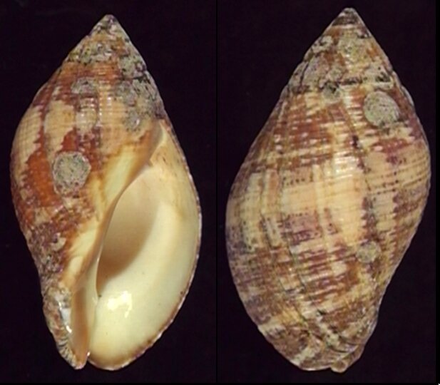New shells - ShellBrothers - New shells