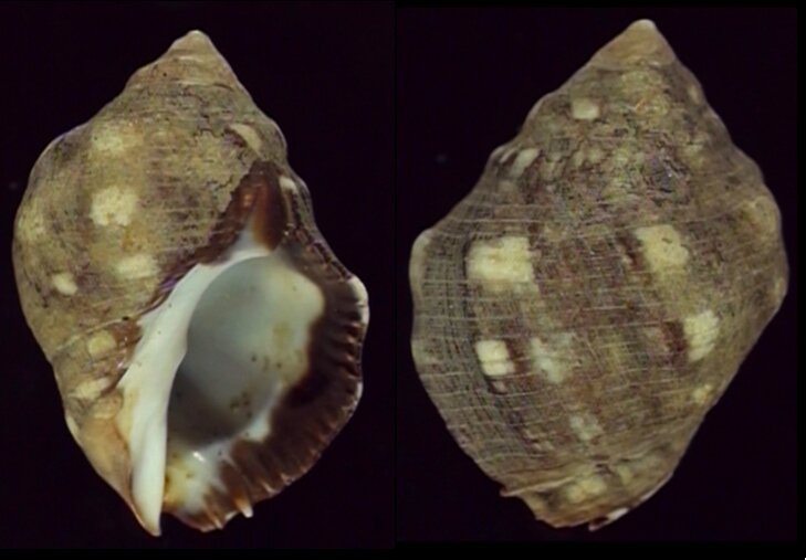 All shells - ShellBrothers - All shells