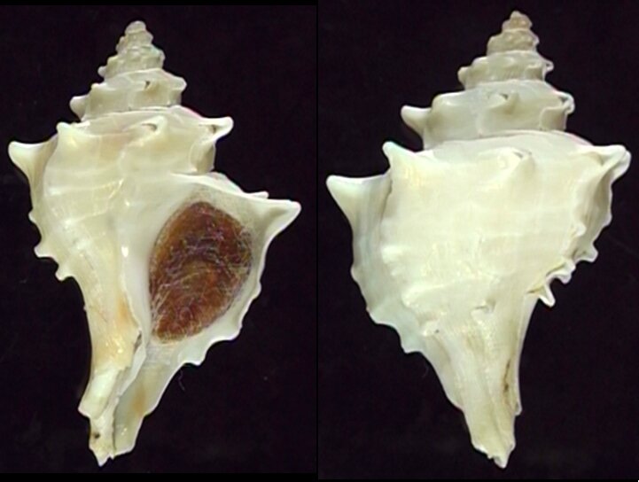 All shells - ShellBrothers - All shells