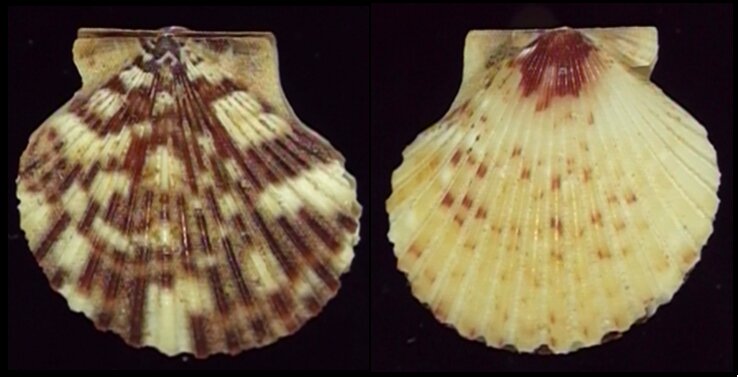 All shells - ShellBrothers - All shells