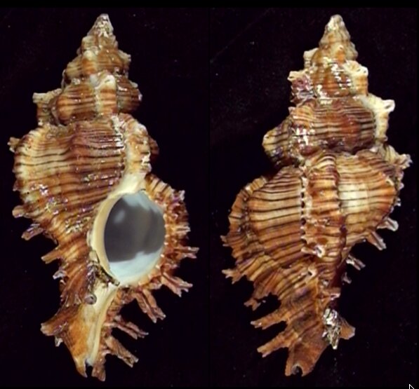 All shells - ShellBrothers - All shells