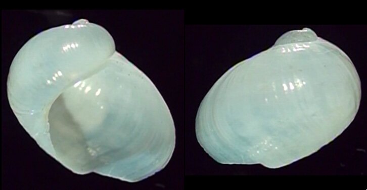 All shells - ShellBrothers - All shells