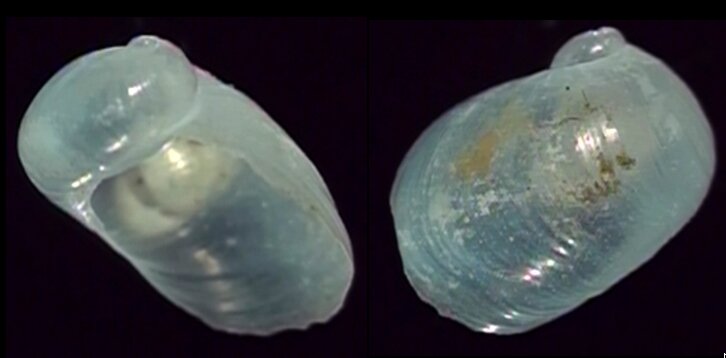 All shells - ShellBrothers - All shells