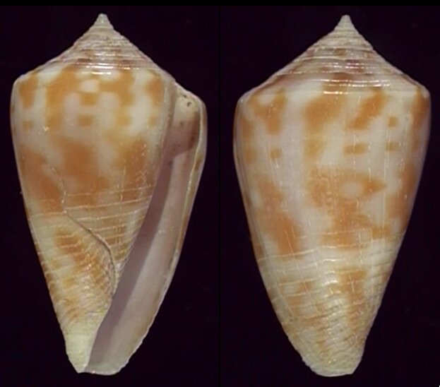 Top shells - ShellBrothers - Top shells