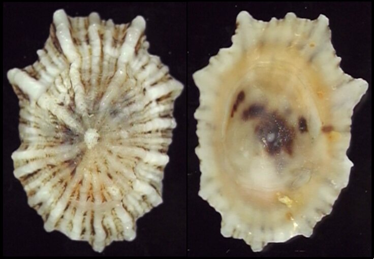 All shells - ShellBrothers - All shells