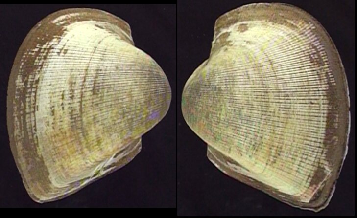 All shells - ShellBrothers - All shells