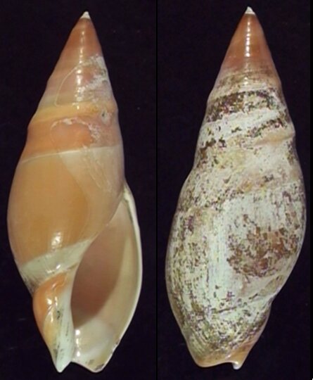 All shells - ShellBrothers - All shells