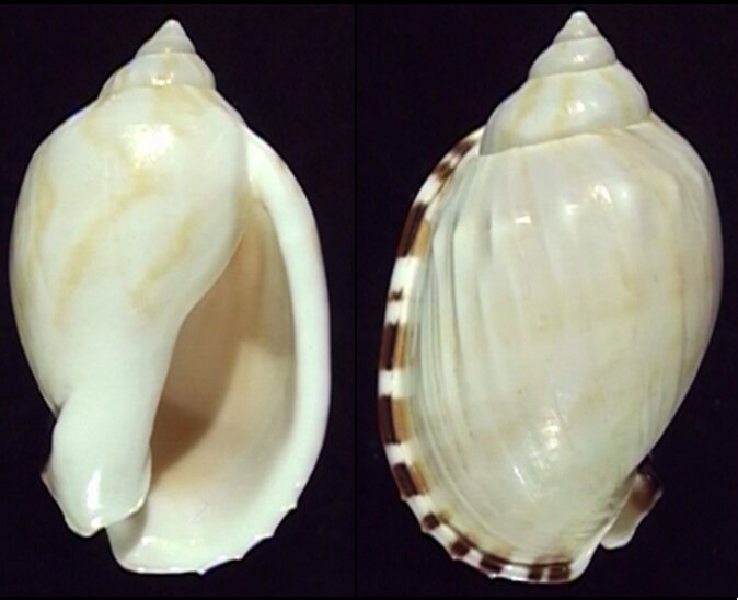 All shells - ShellBrothers - All shells