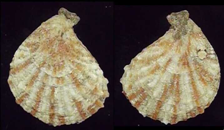 All shells - ShellBrothers - All shells