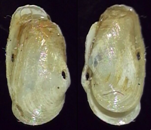 All shells - ShellBrothers - All shells