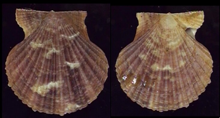 All shells - ShellBrothers - All shells