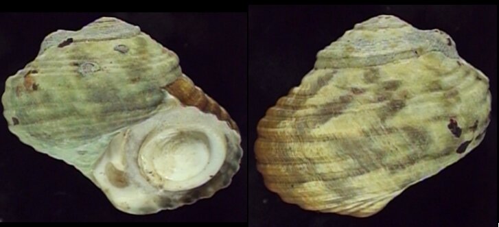 All shells - ShellBrothers - All shells