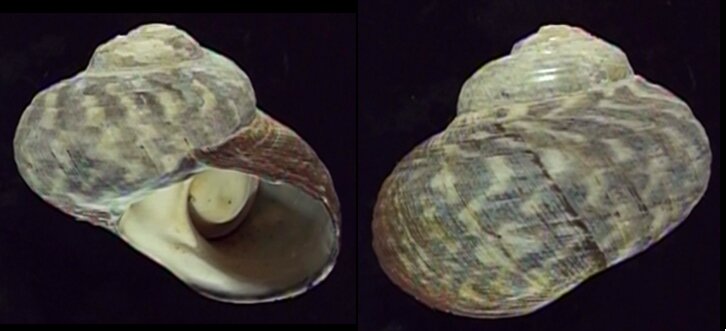 All shells - ShellBrothers - All shells