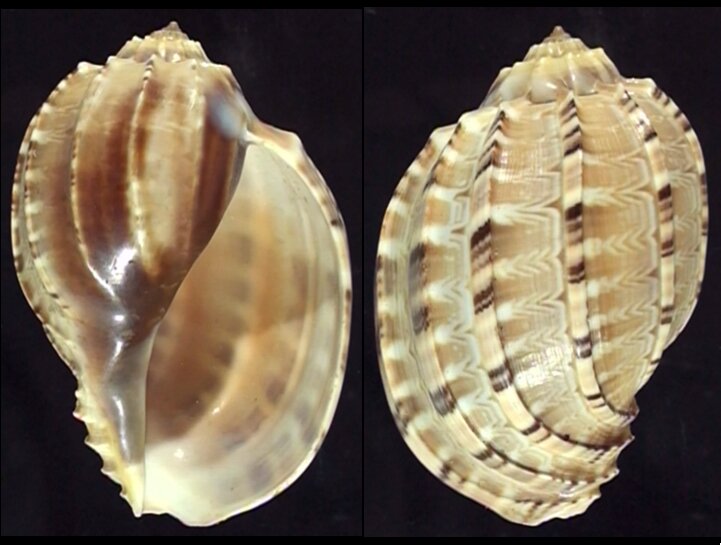 All shells - ShellBrothers - All shells