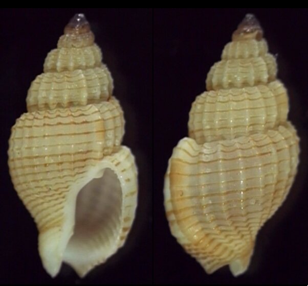 All shells - ShellBrothers - All shells