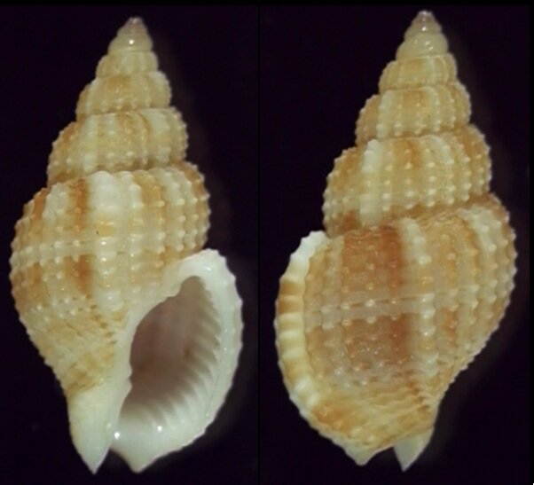 All shells - ShellBrothers - All shells