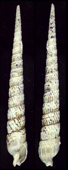 All shells - ShellBrothers - All shells