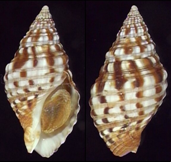 All shells - ShellBrothers - All shells