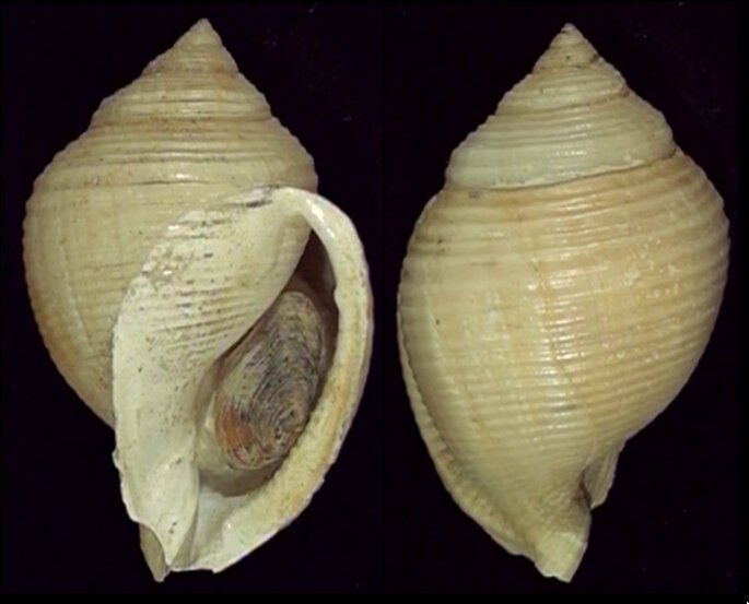 New shells - ShellBrothers - New shells