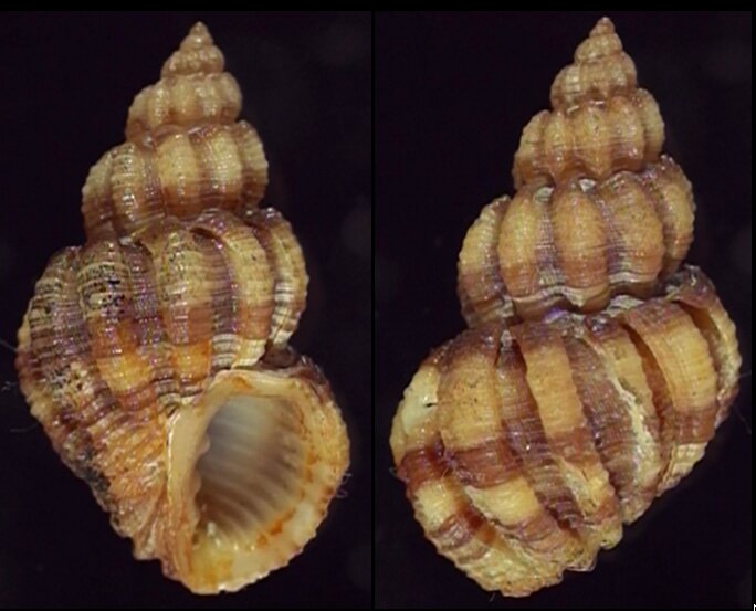 All shells - ShellBrothers - All shells