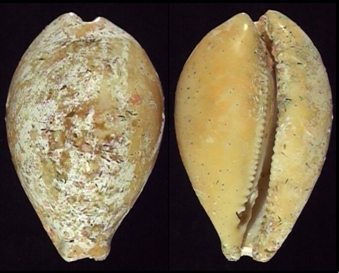 All shells - ShellBrothers - All shells