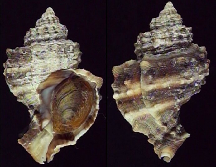 All shells - ShellBrothers - All shells