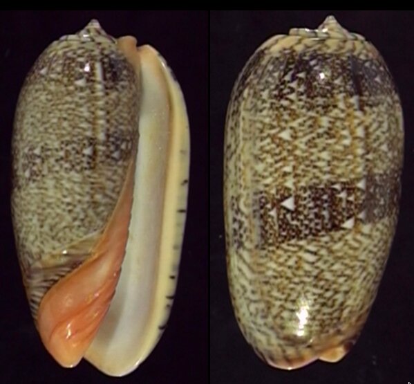 New shells - ShellBrothers - New shells