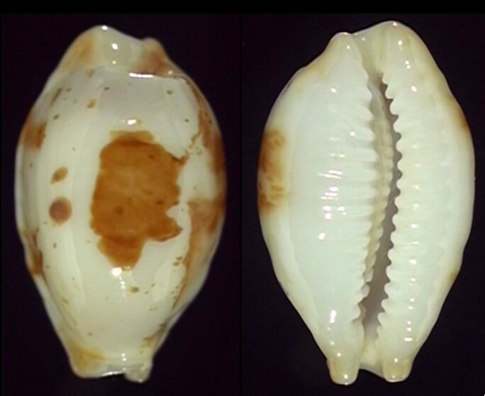 All shells - ShellBrothers - All shells