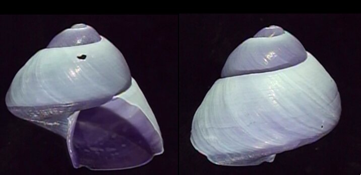 New shells - ShellBrothers - New shells