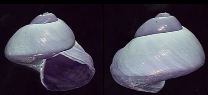 All shells - ShellBrothers - All shells