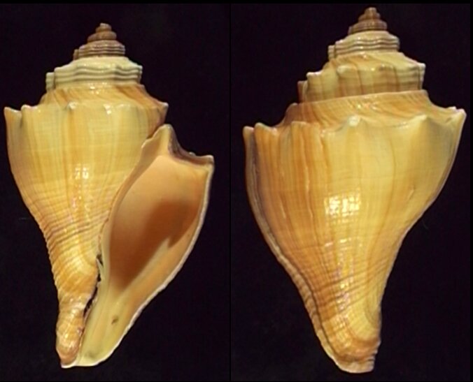 All shells - ShellBrothers - All shells