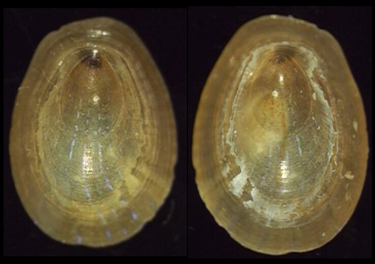 New shells - ShellBrothers - New shells