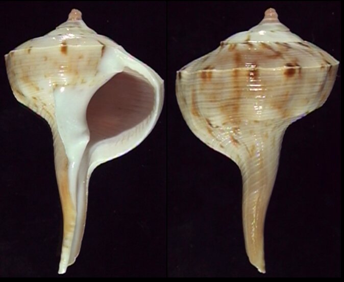 All shells - ShellBrothers - All shells